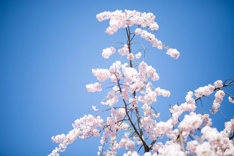 ソフトウェア開発のプロセスとは？ロードマップや開発手法についても解説 | BizDev Tech